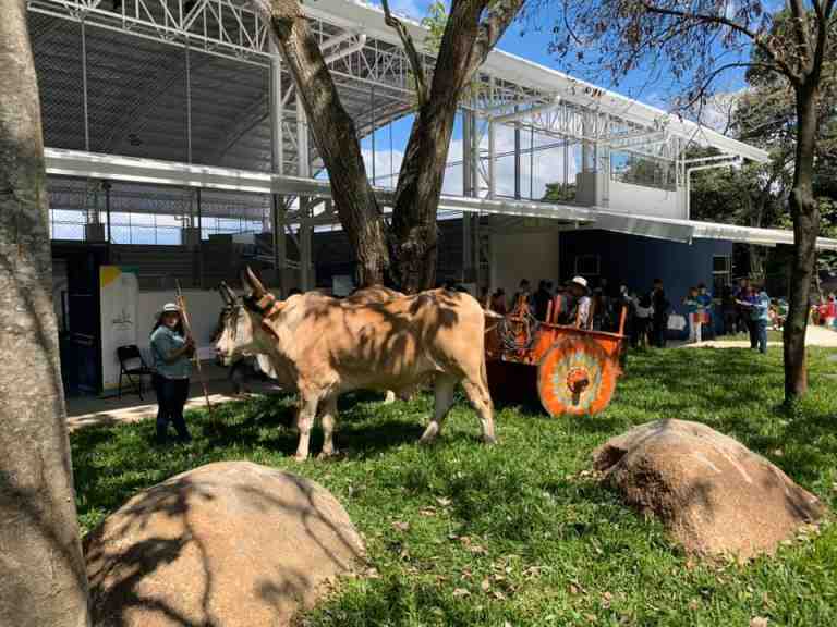 Desfile del Boyero San Antonio de Escazú | Sistema de Información ...